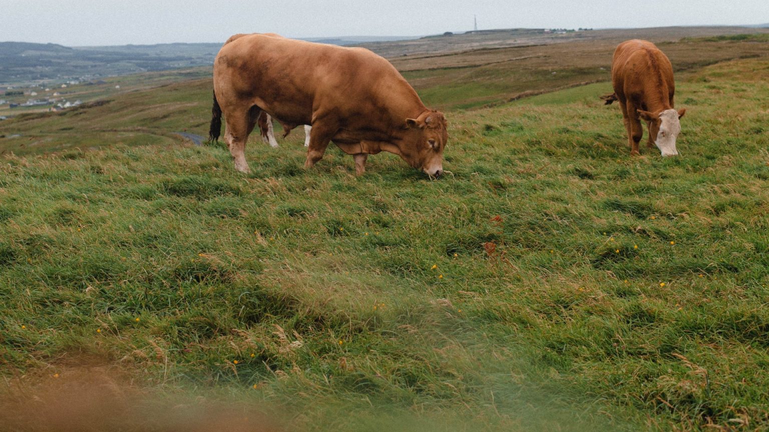 9 Best Practices in Pasture Management for Cattle To Maximizing ...