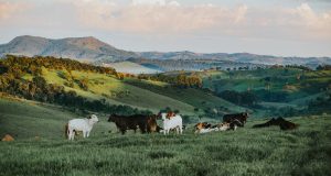 9 Best Practices in Pasture Management for Cattle To Maximizing ...